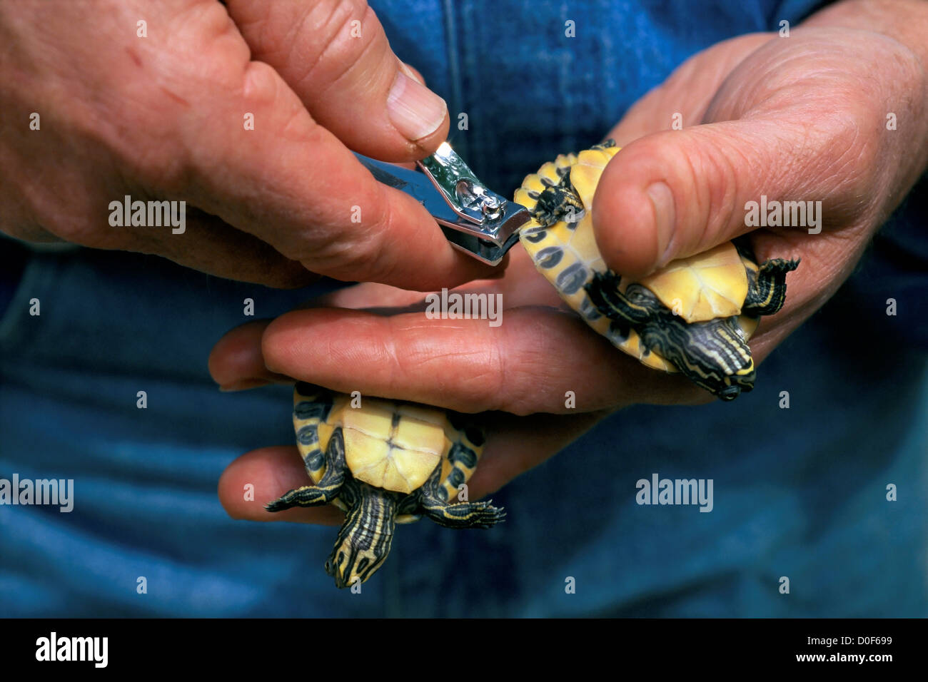 South American River Turtles High Resolution Stock Photography and ...