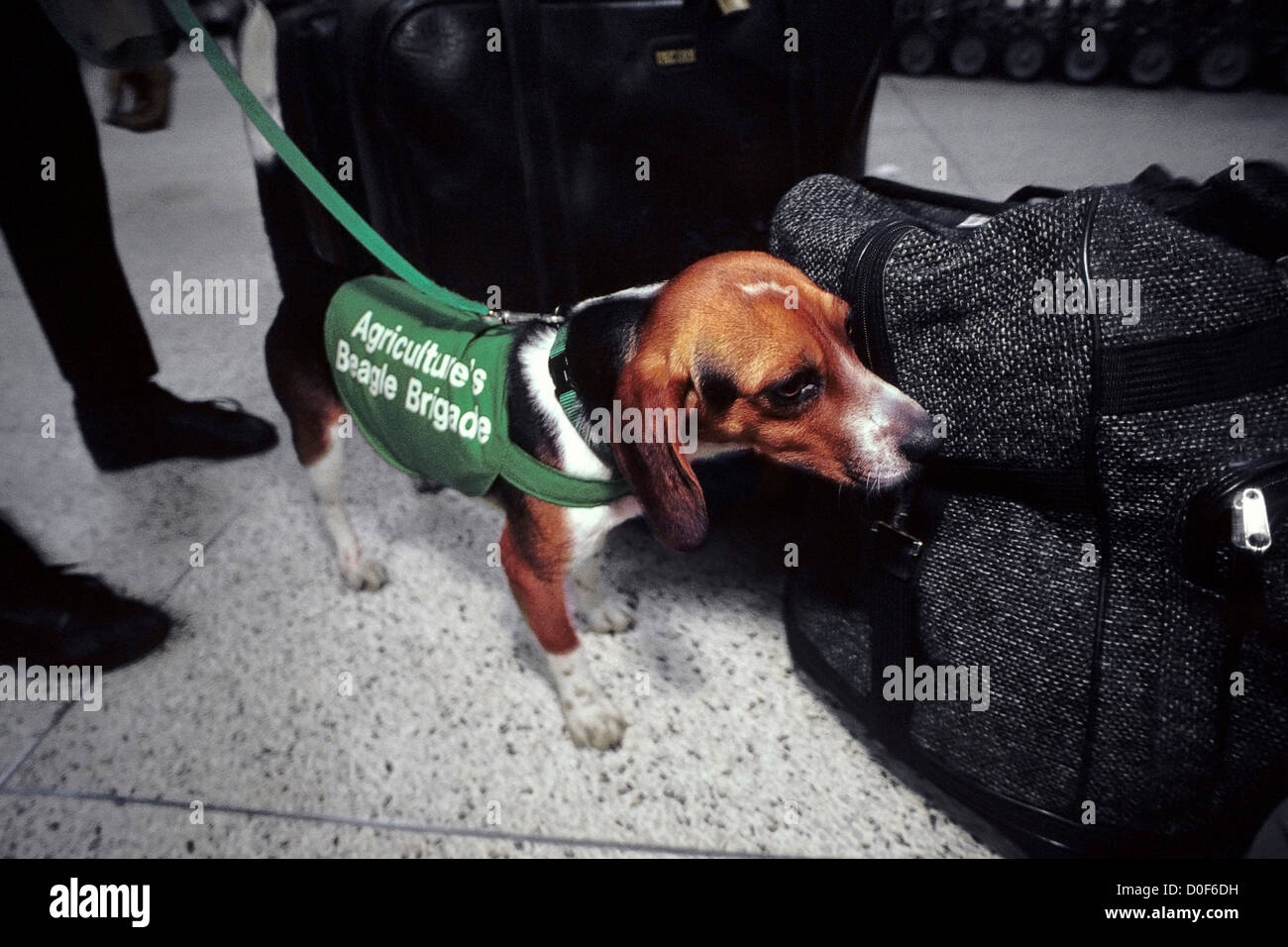 The beagle brigade High Resolution Stock Photography and Images - Alamy
