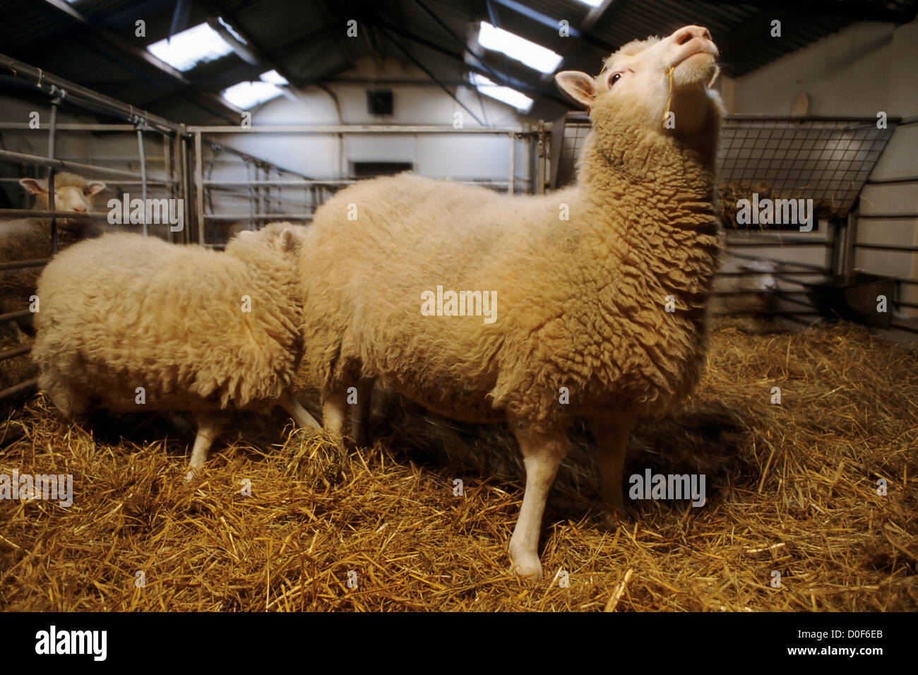 Dolly Clone Sheep High Resolution Stock Photography and Images - Alamy