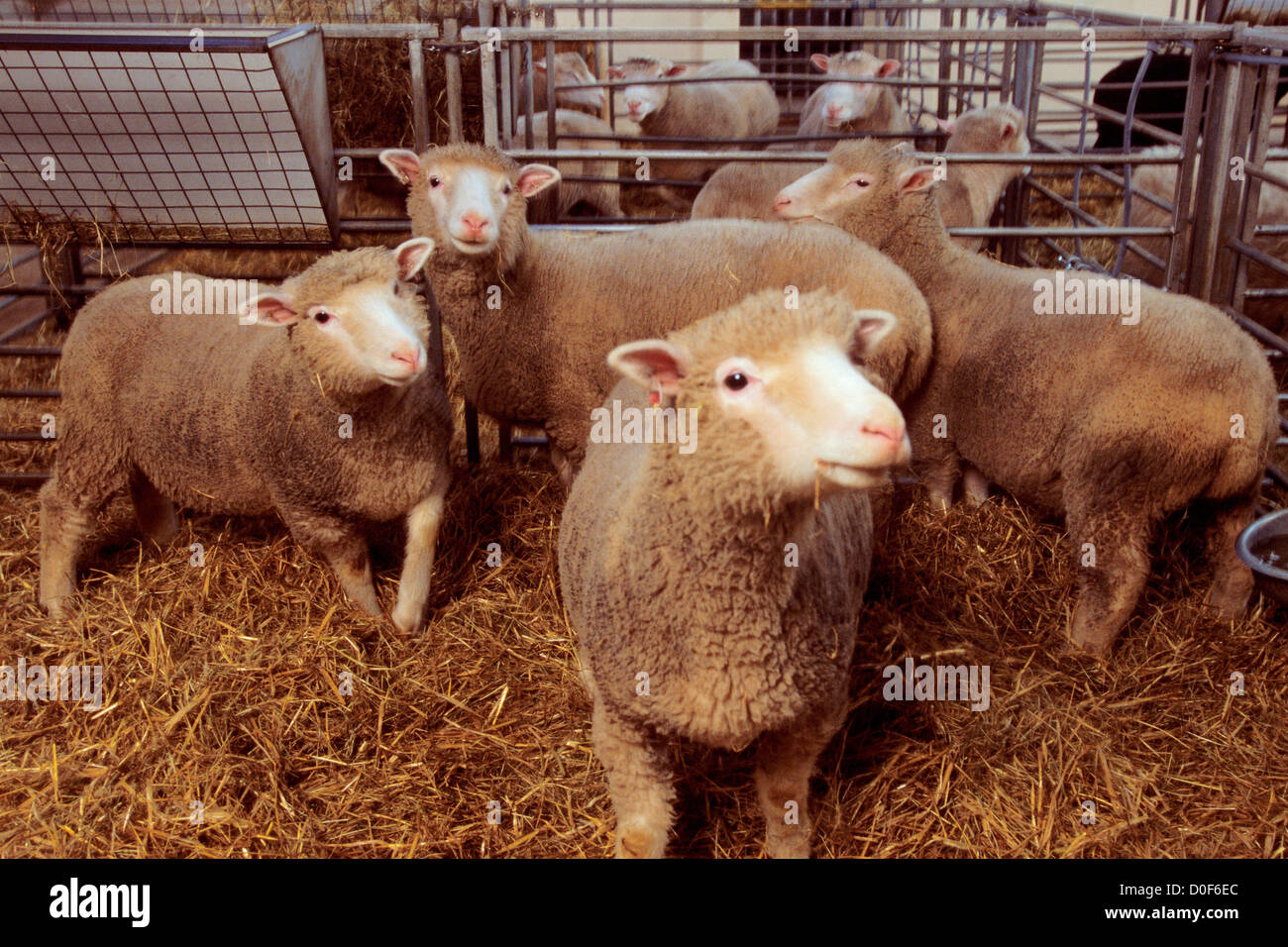 Dolly sheep cloned first hi-res stock photography and images - Alamy