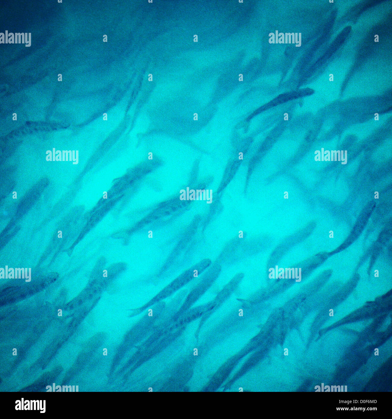 Atlantic salmon farm norway hi-res stock photography and images - Alamy