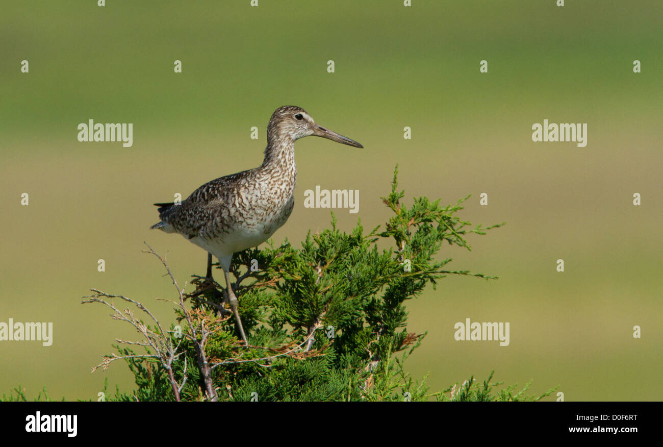 Willet Breeding
