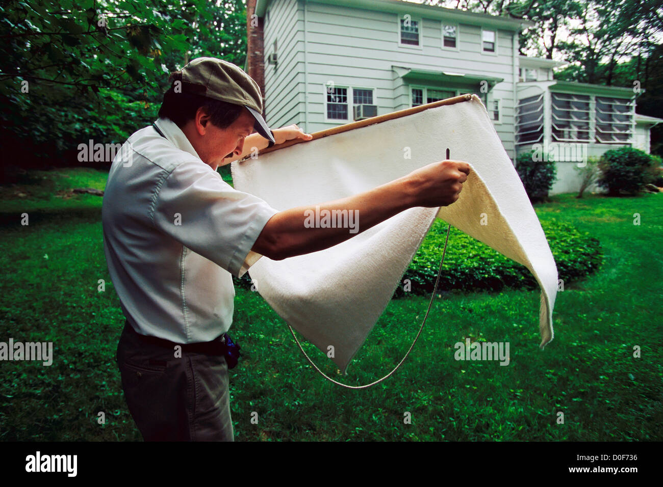 Deer tick bacteria hi-res stock photography and images - Alamy