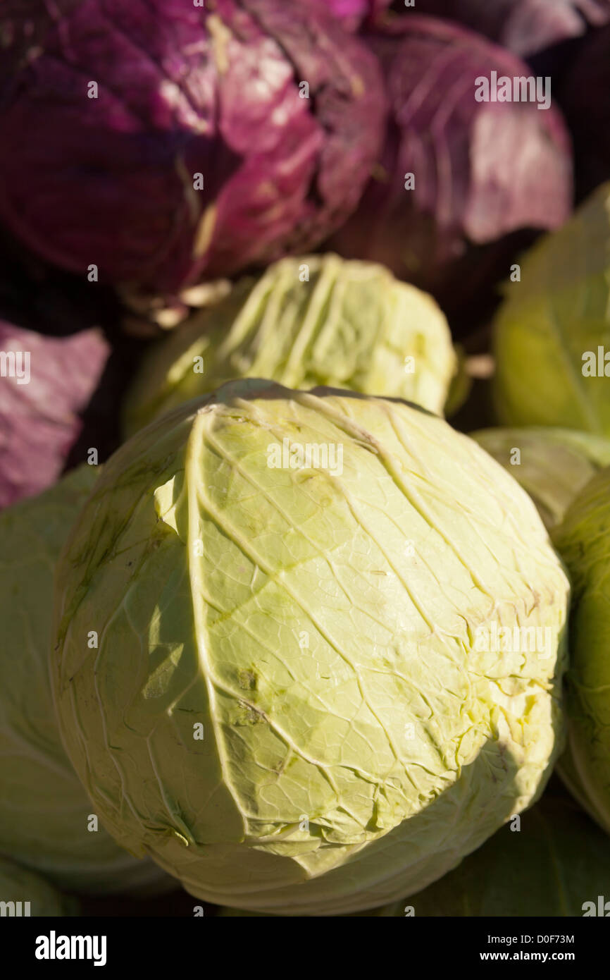 Heads of Cabbage at a farmer's market, NYC, USA Stock Photo - Alamy
