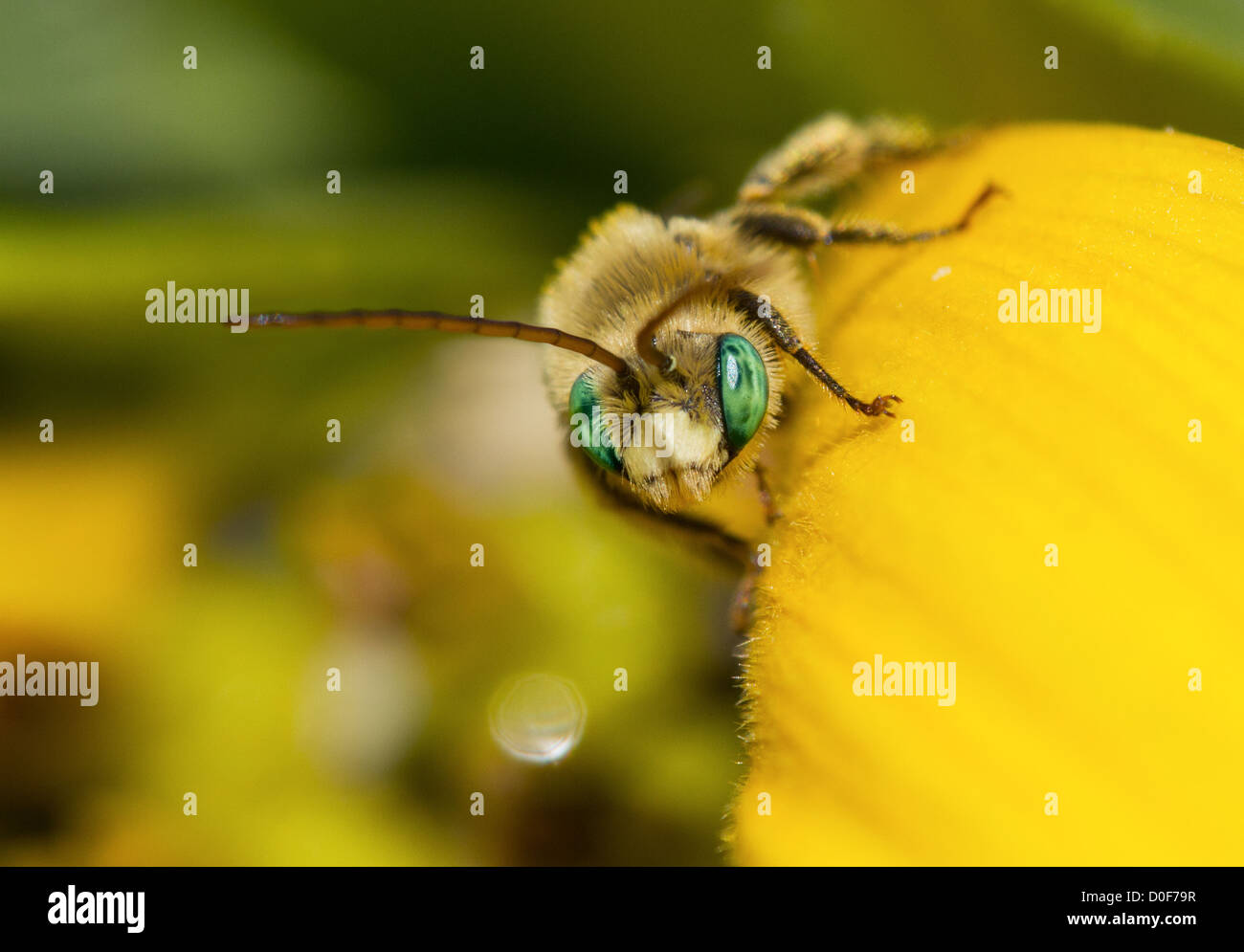 Clarkia bee (Hesperapis clarkia) closeup Stock Photo - Alamy
