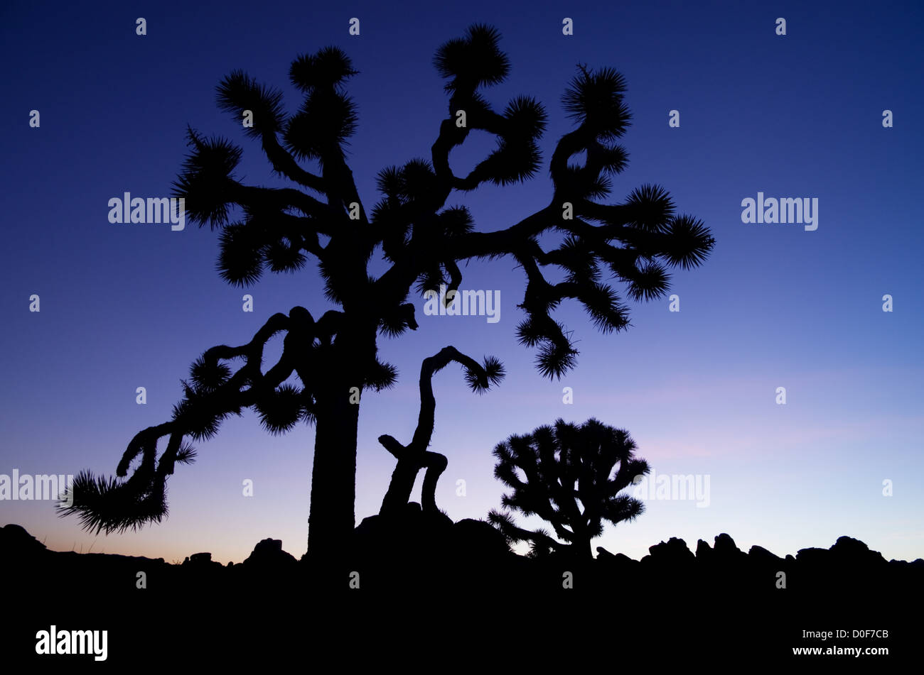 silhouette of an old joshua tree at Joshua Tree National Park at sunset ...