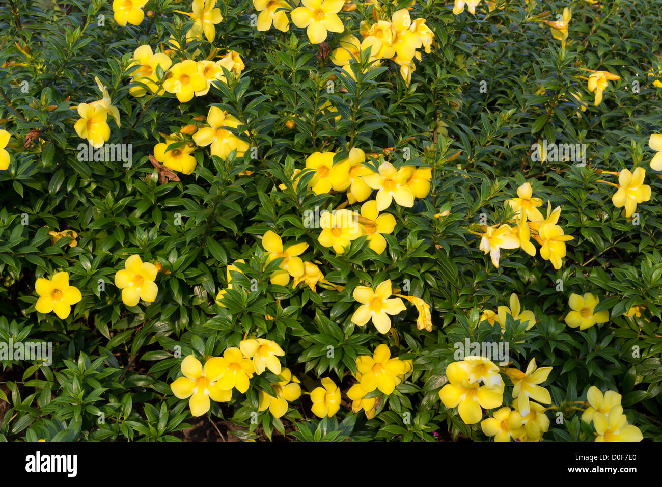 Allamanda flowers hi-res stock photography and images - Alamy