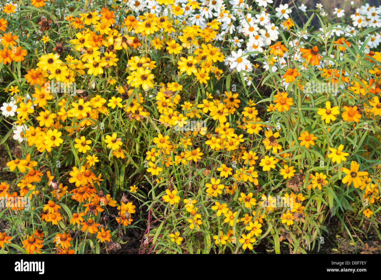 Different Colors of Cosmos Flowers in the Garden Field Stock Photo - Alamy