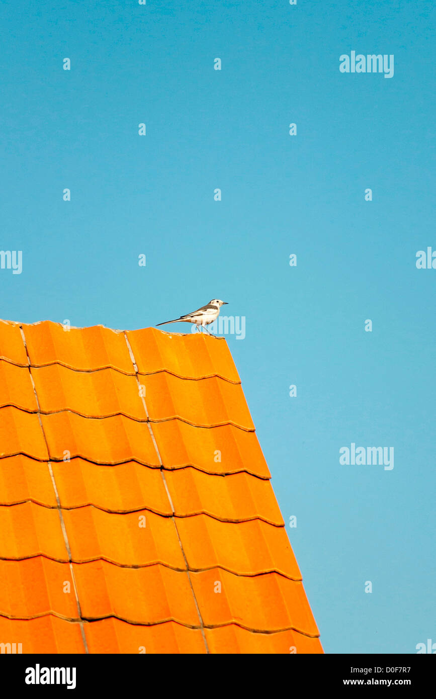 bird on roof Stock Photo - Alamy