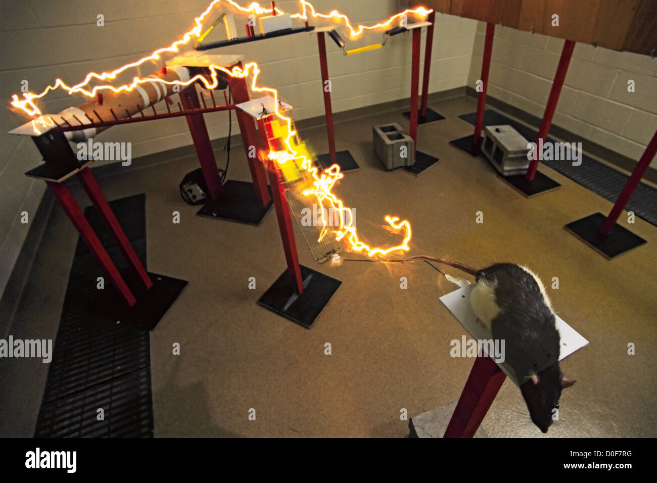 Rat research lab High Resolution Stock Photography and Images - Alamy