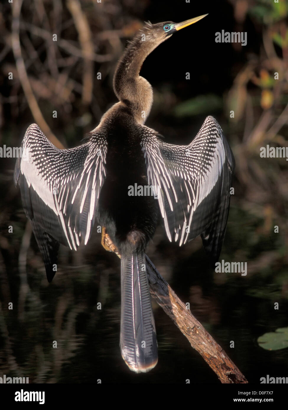 Anhinga Drying Feather and Wings Stock Photo - Alamy
