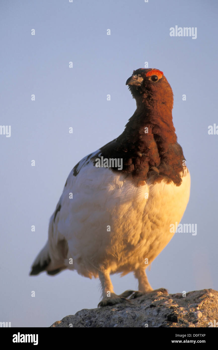 Arctic refuge summer bird hi-res stock photography and images - Alamy