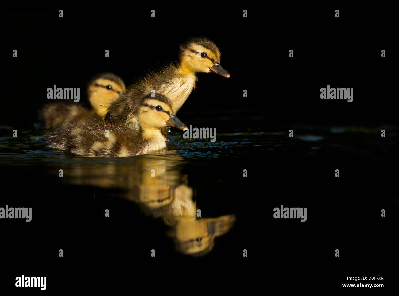 Three wood duck ducklings in early spring Stock Photo - Alamy