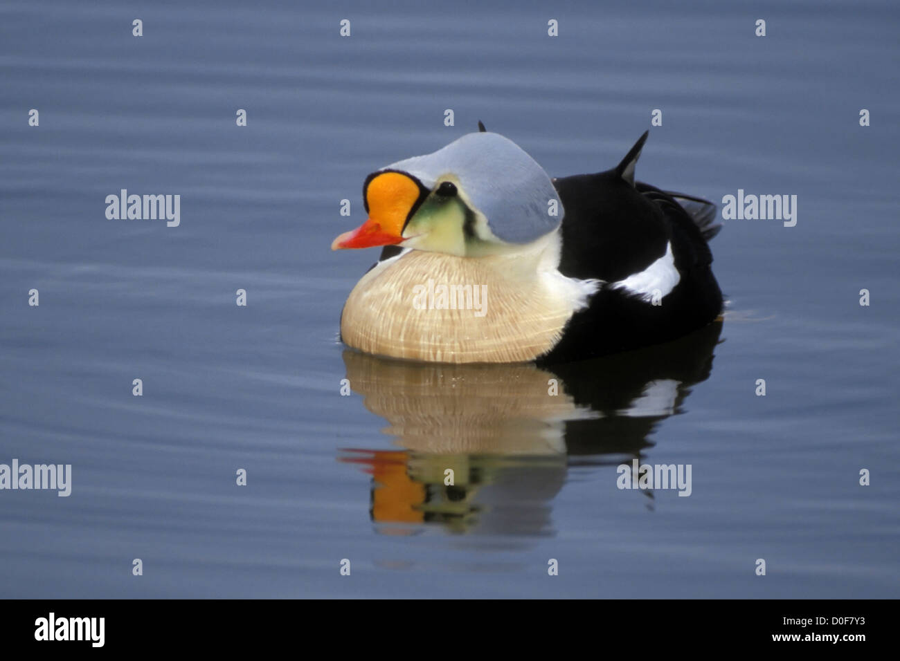 King eider arctic alaska hi-res stock photography and images - Alamy