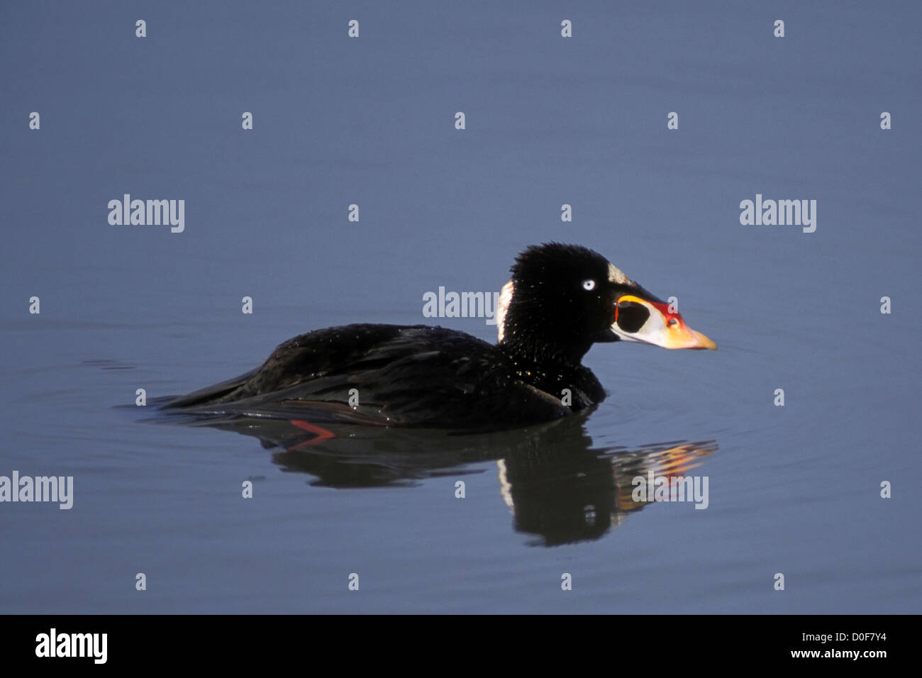 Surf scoter diving hi-res stock photography and images - Alamy