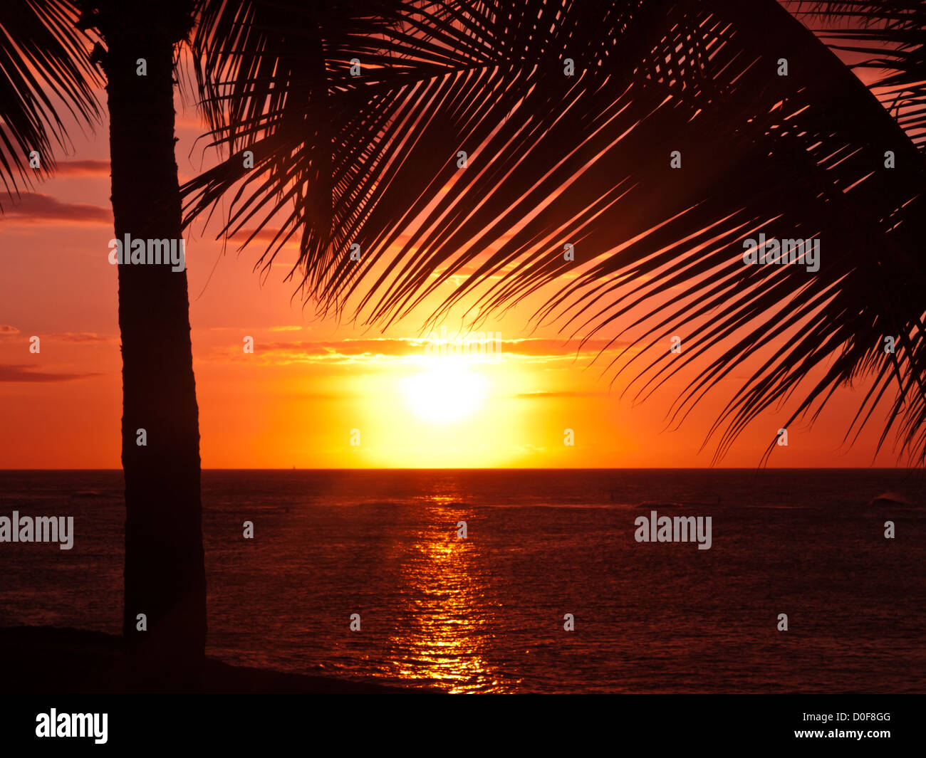 Sunset Through Palm Tree Stock Photo - Alamy