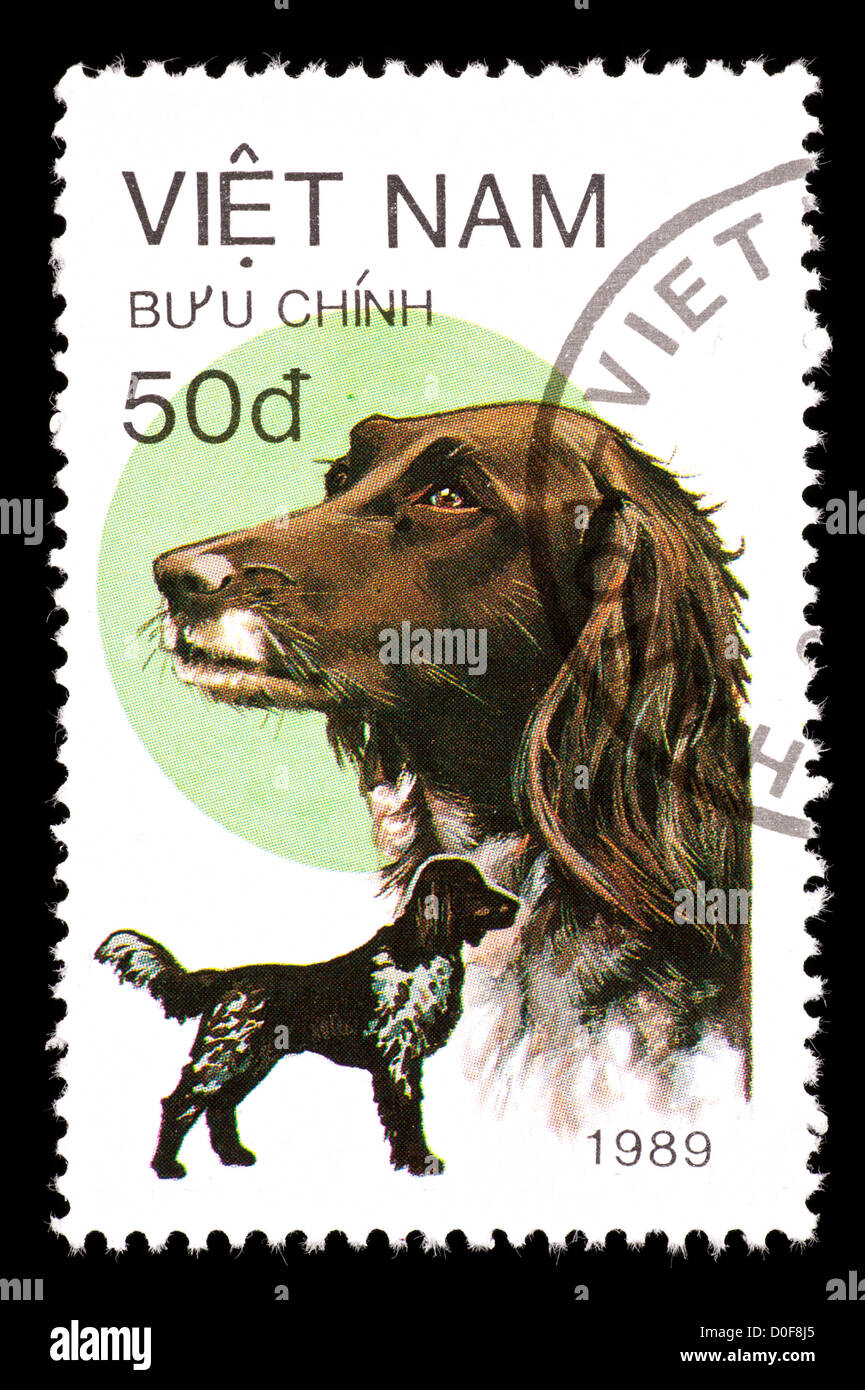 Postage stamp from Vietnam depicting a English setter dog breed Stock ...