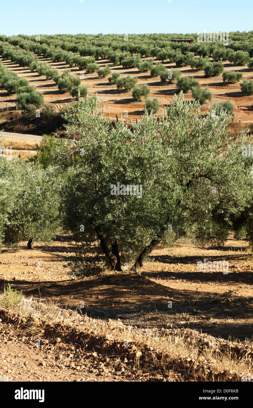 Olive trees in a row. Spanish red soil Stock Photo - Alamy