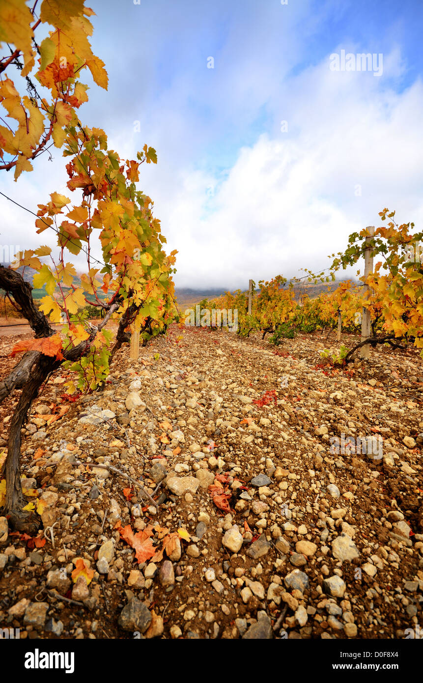 Landscape with green vineyards. Mountains at background Stock Photo - Alamy