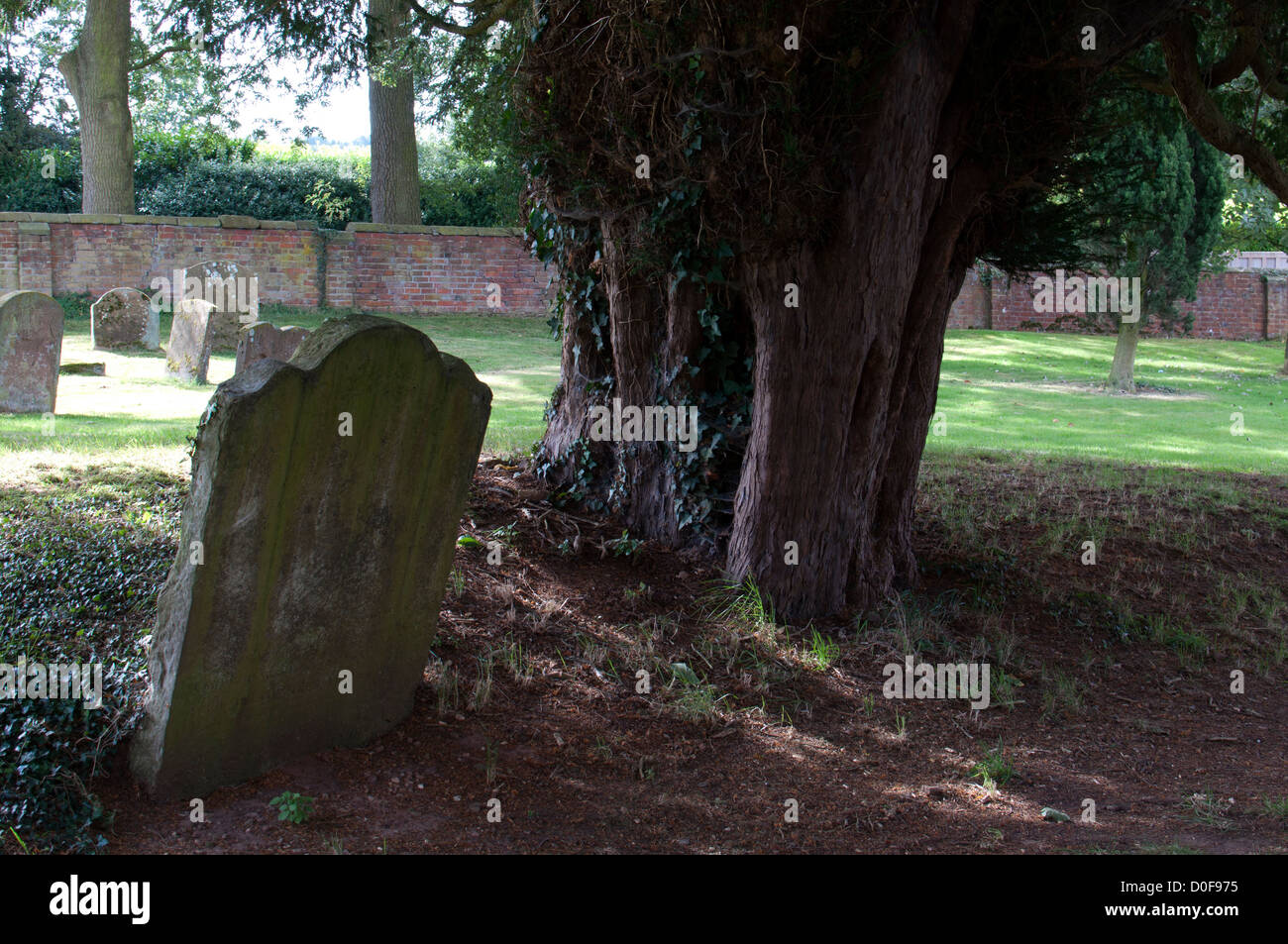 An old yew tree in St. Laurence churchyard, Meriden, West Midlands ...
