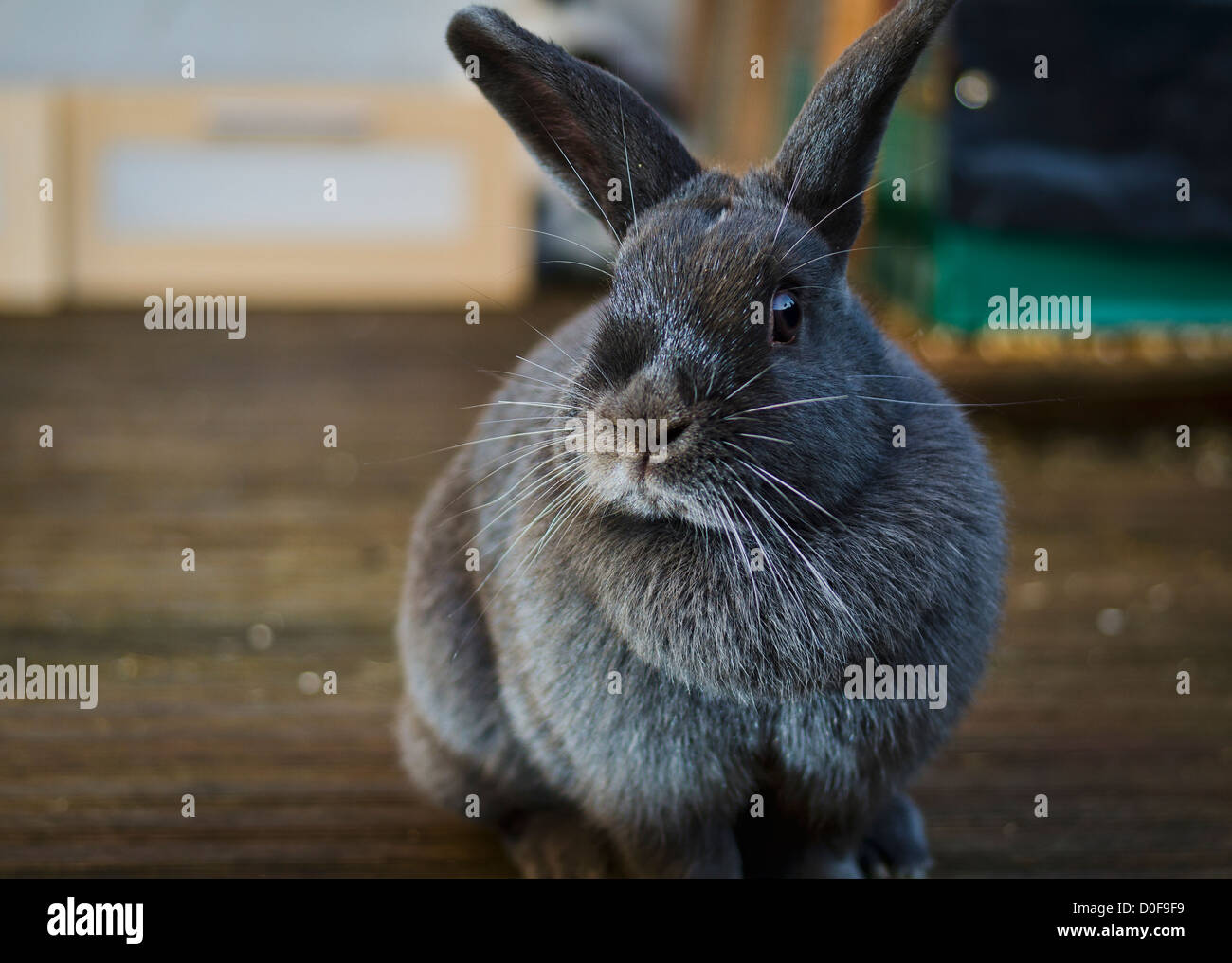 Domestic rabbit hi-res stock photography and images - Alamy