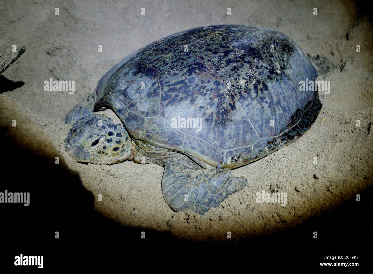 Turtle laying eggs on Selingan Island, Turtle Islands Park, Sabah ...