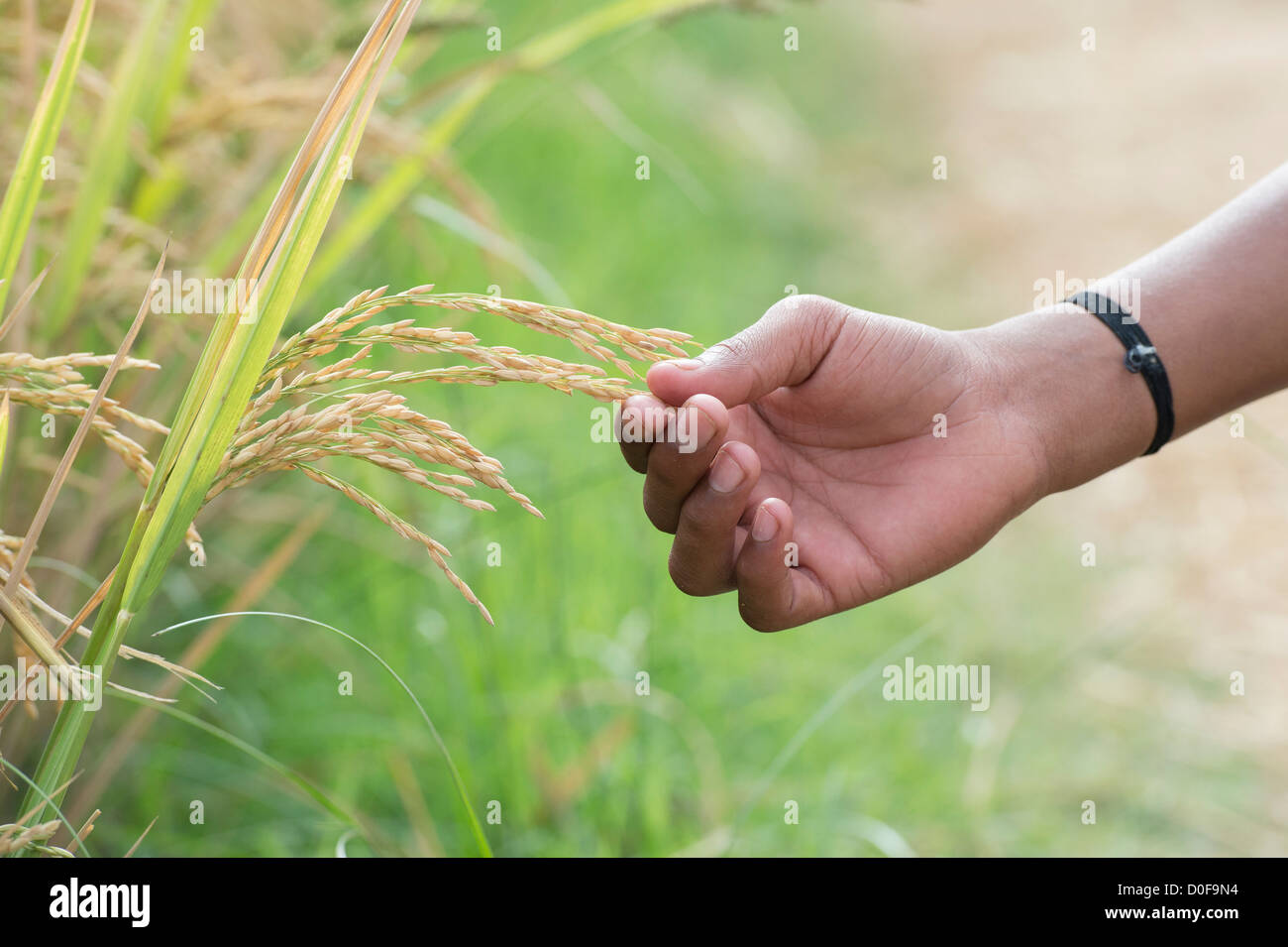 Indians Harvesting By Hand