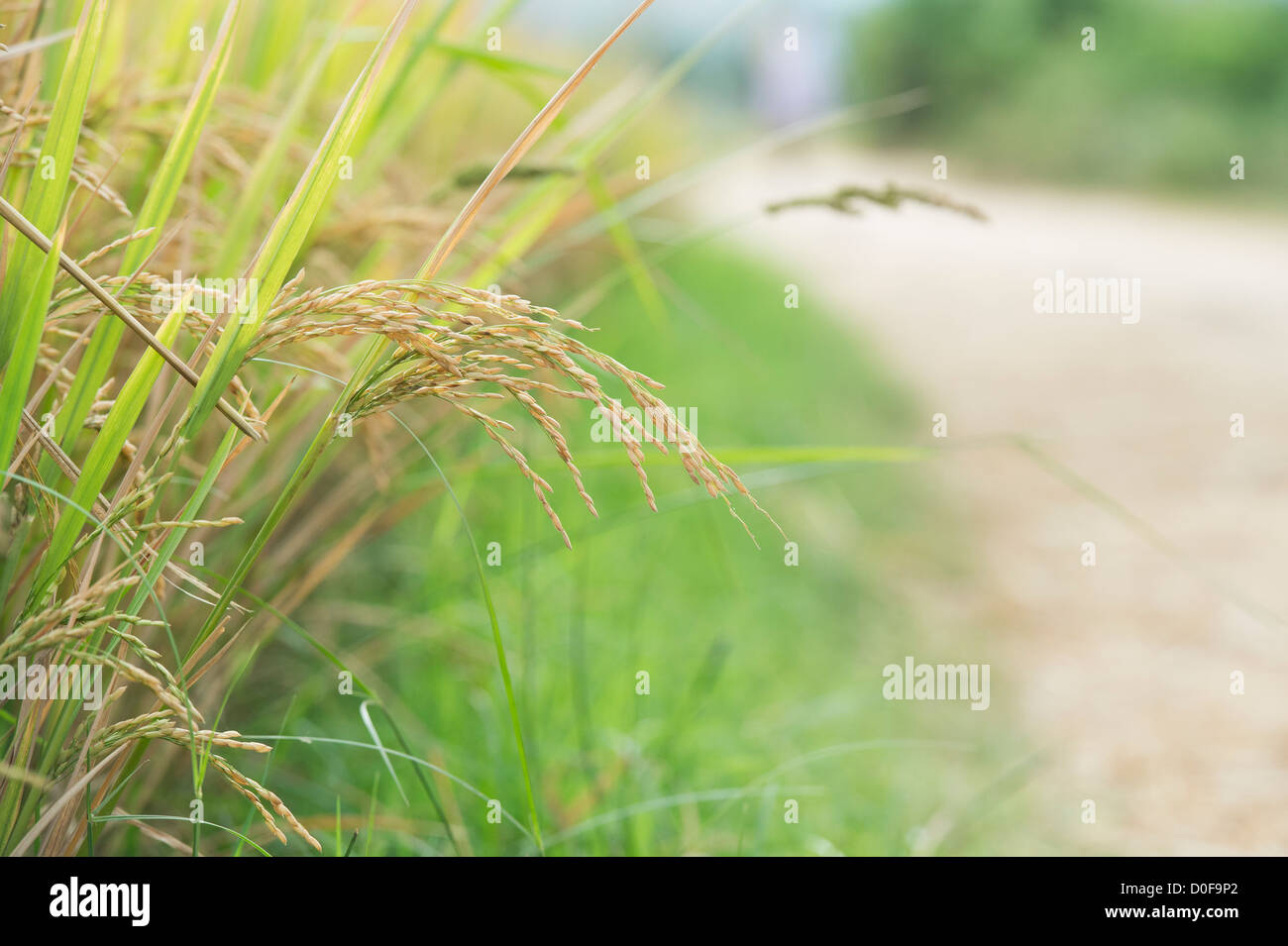 Ripe rice plants in India ready for harvesting. Andhra Pradesh, India ...