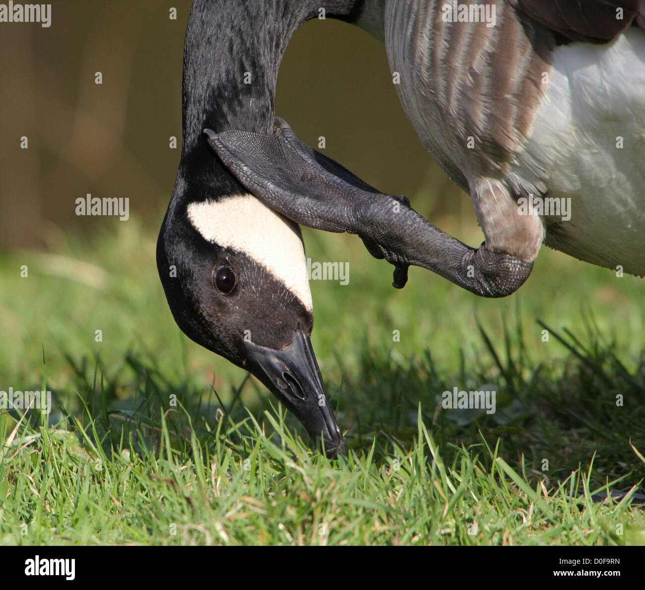 Canada goose webbed feet hi-res stock photography and images - Alamy