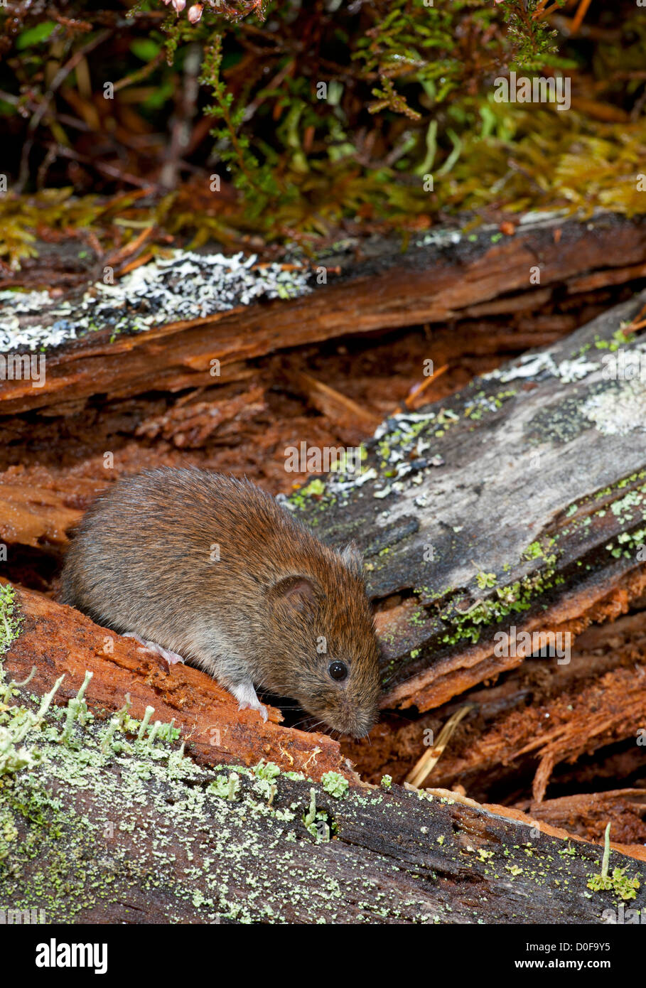 Small vole with red brown fur some grey patches prominent ears hi-res ...