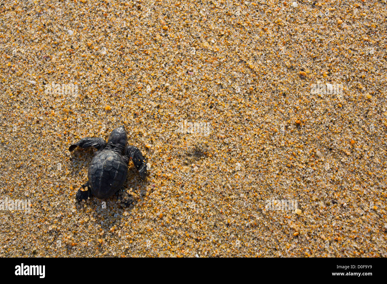 Green sea turtle baby hi-res stock photography and images - Alamy