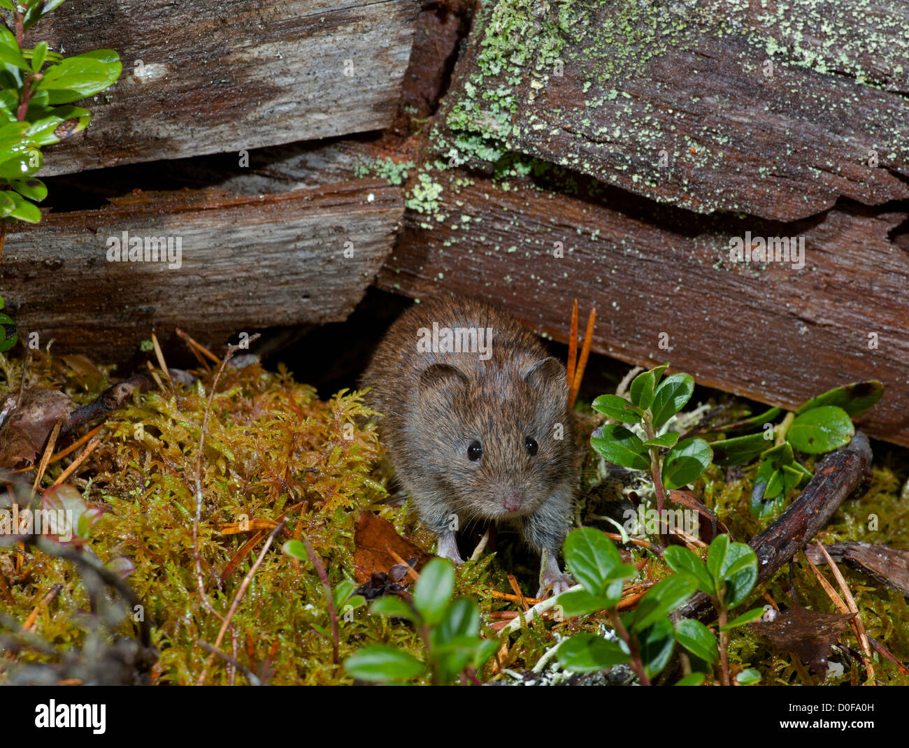 Bank Vole Glareolus Scotland Uk High Resolution Stock Photography and ...