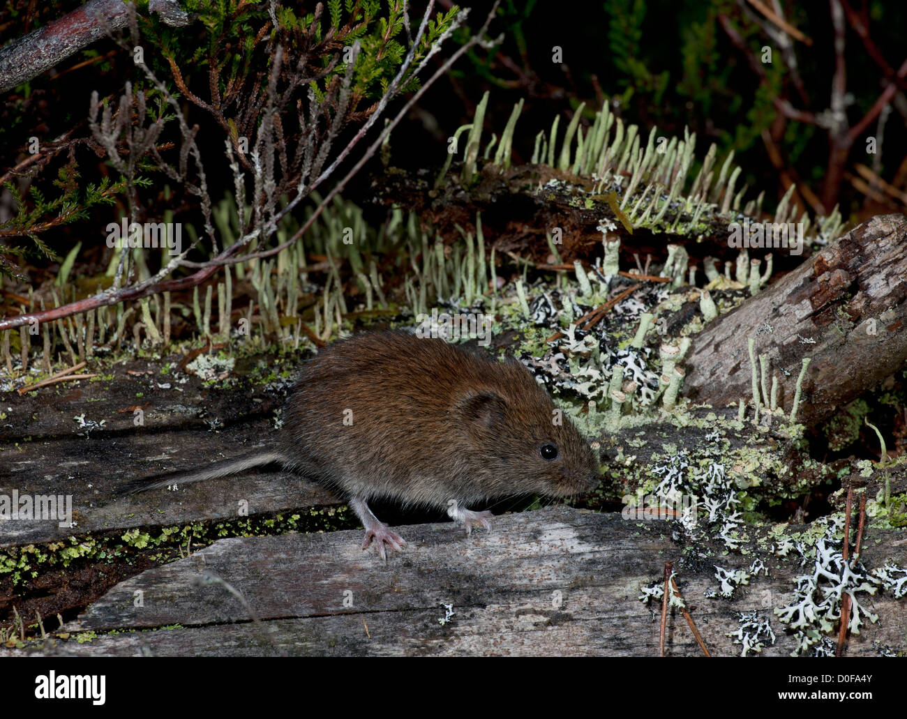 Bank vole glareolus scotland uk hi-res stock photography and images - Alamy