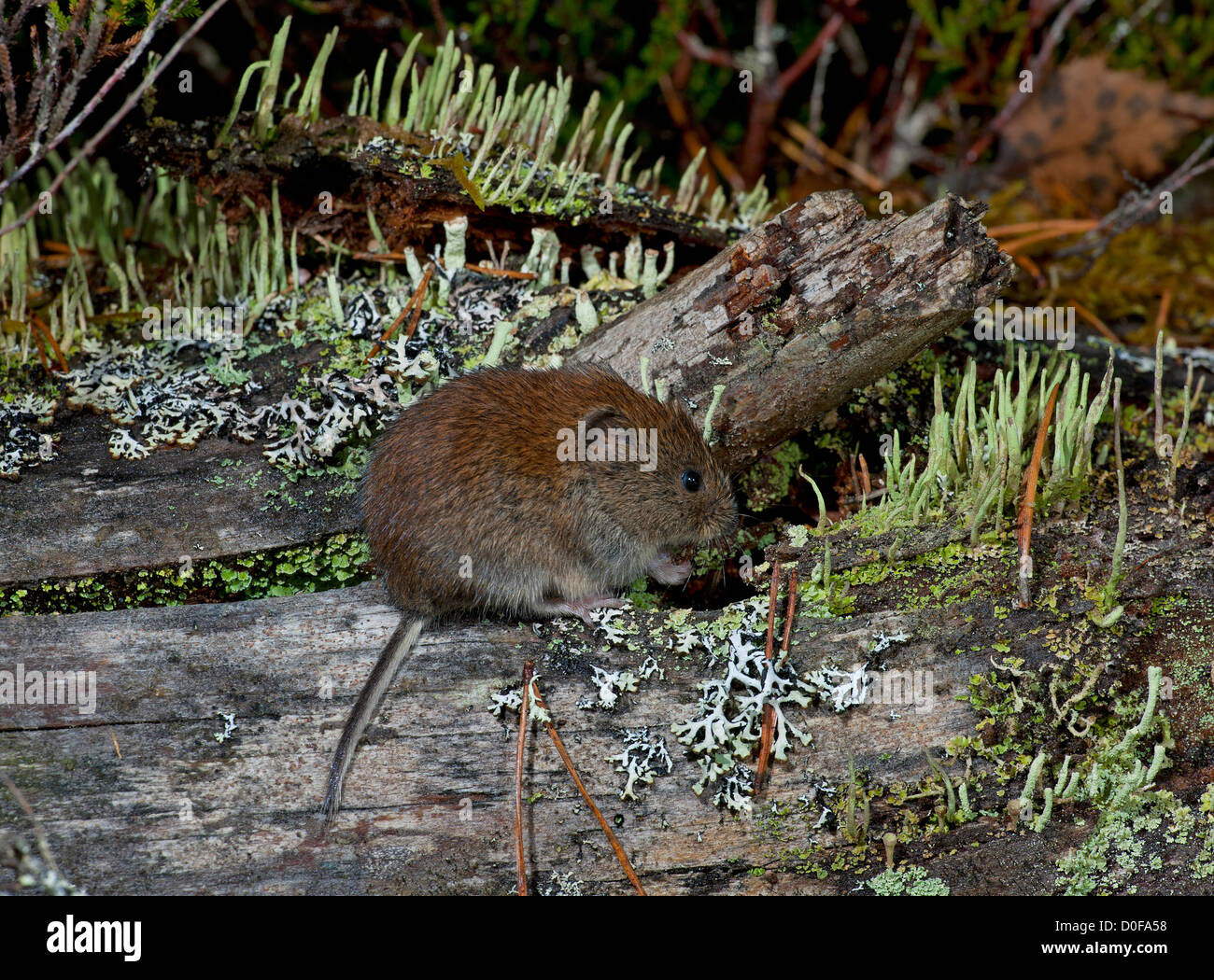 The Bank Vole foraging for food in an old Scottish pine woodland. SCO ...