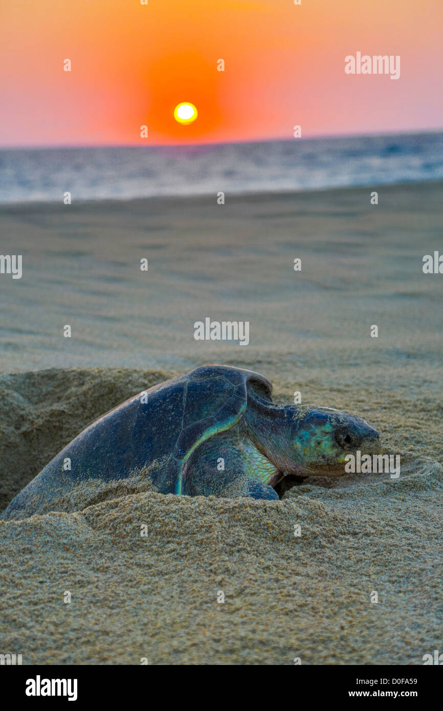 Sea Turtles Laying Eggs