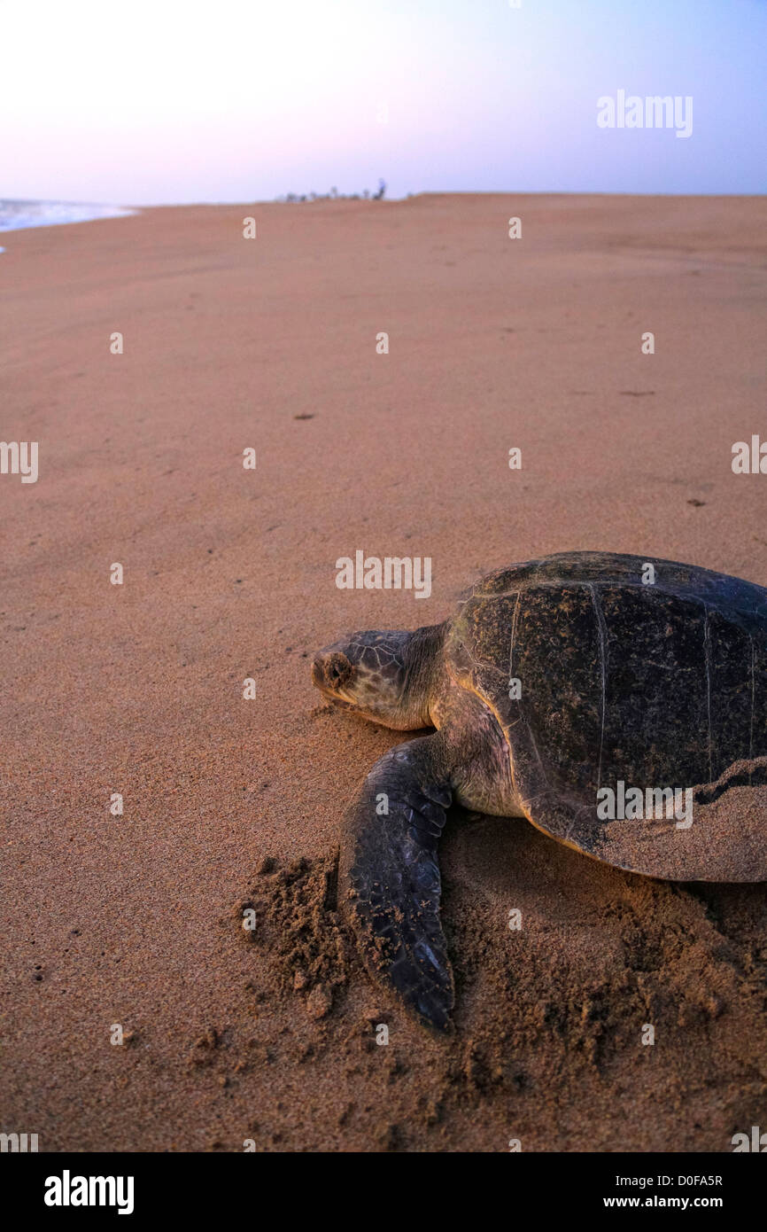 Green sea turtle laying eggs, Hotelito Desconocido Sanctuary Reserve ...