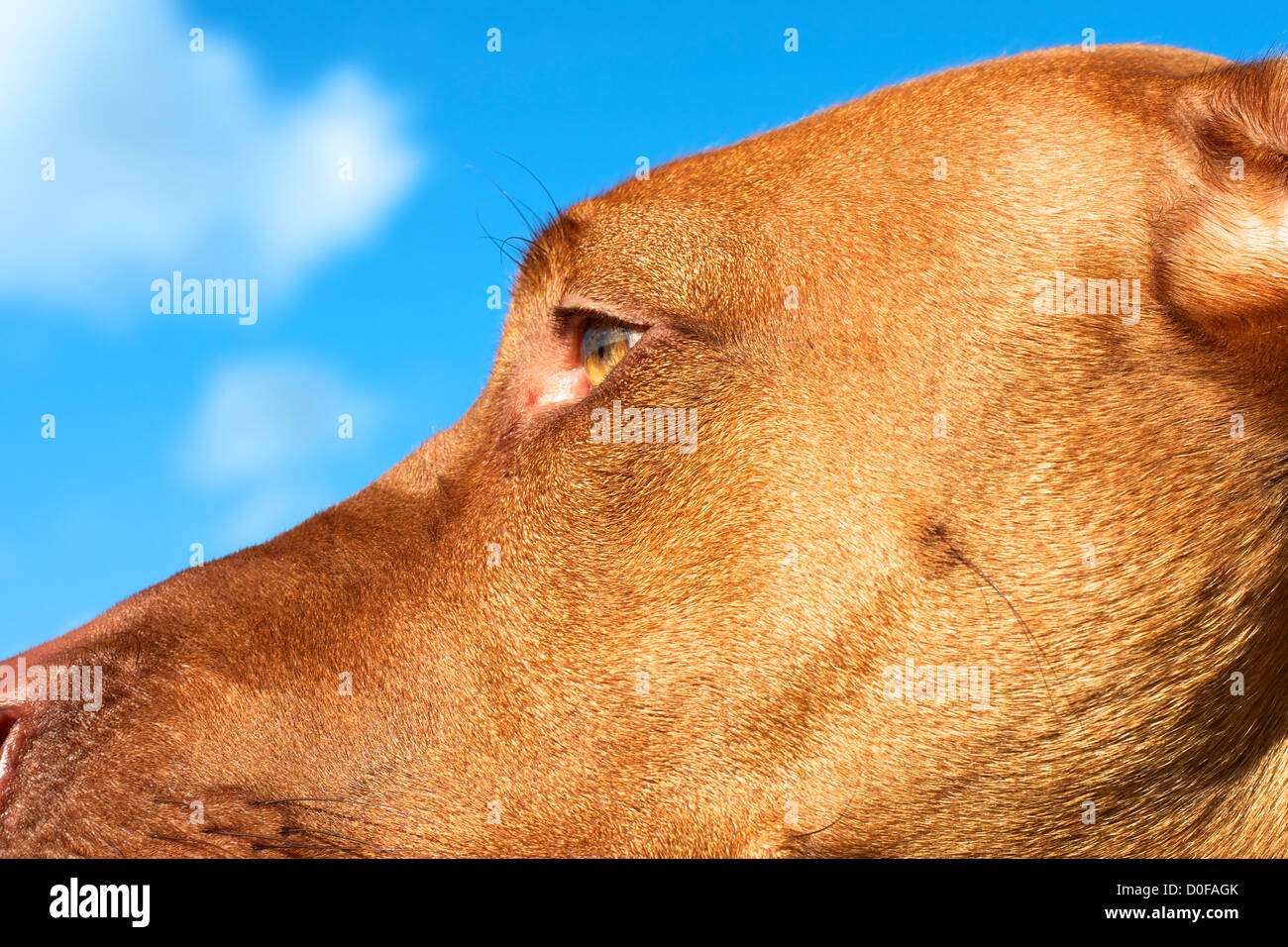 Liver nosed hi-res stock photography and images - Alamy