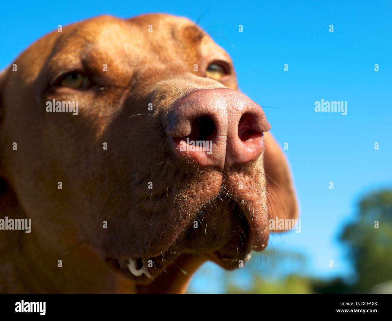 Close-up of the face snout nose and mouth and eyes of a Rhodesian ...