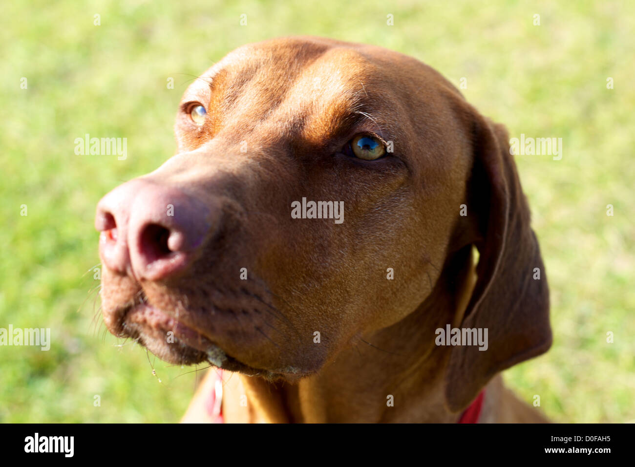 Rhodesian ridgeback eyes hi-res stock photography and images - Alamy
