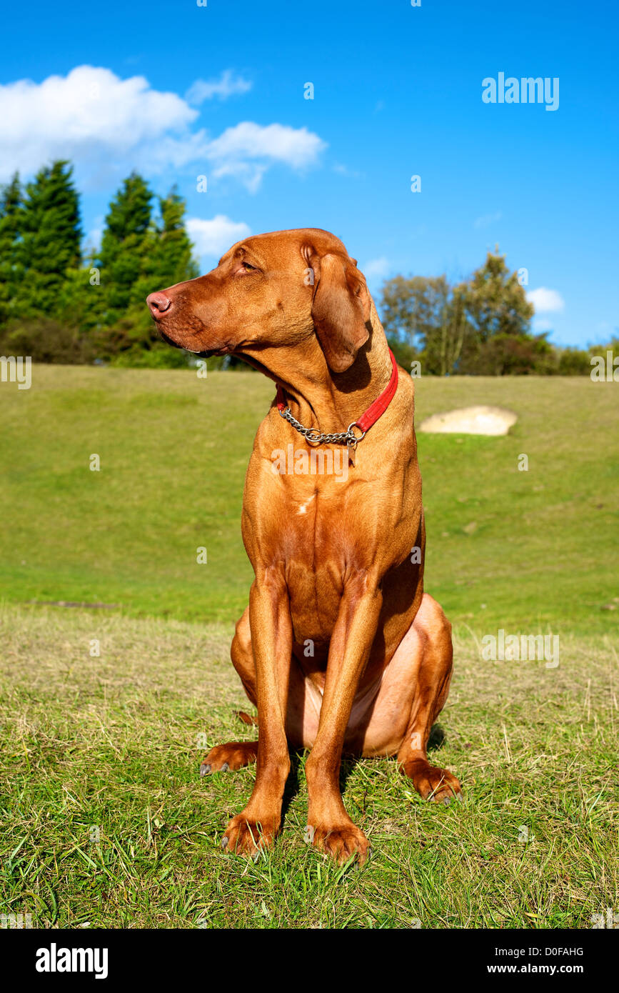 Rhodesian Ridgeback Dog sitting on the grass staring to the right, in ...