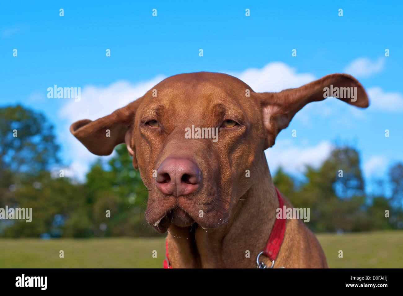 A Rhodesian Ridgeback dog with its ears flapping in the strong wind and ...