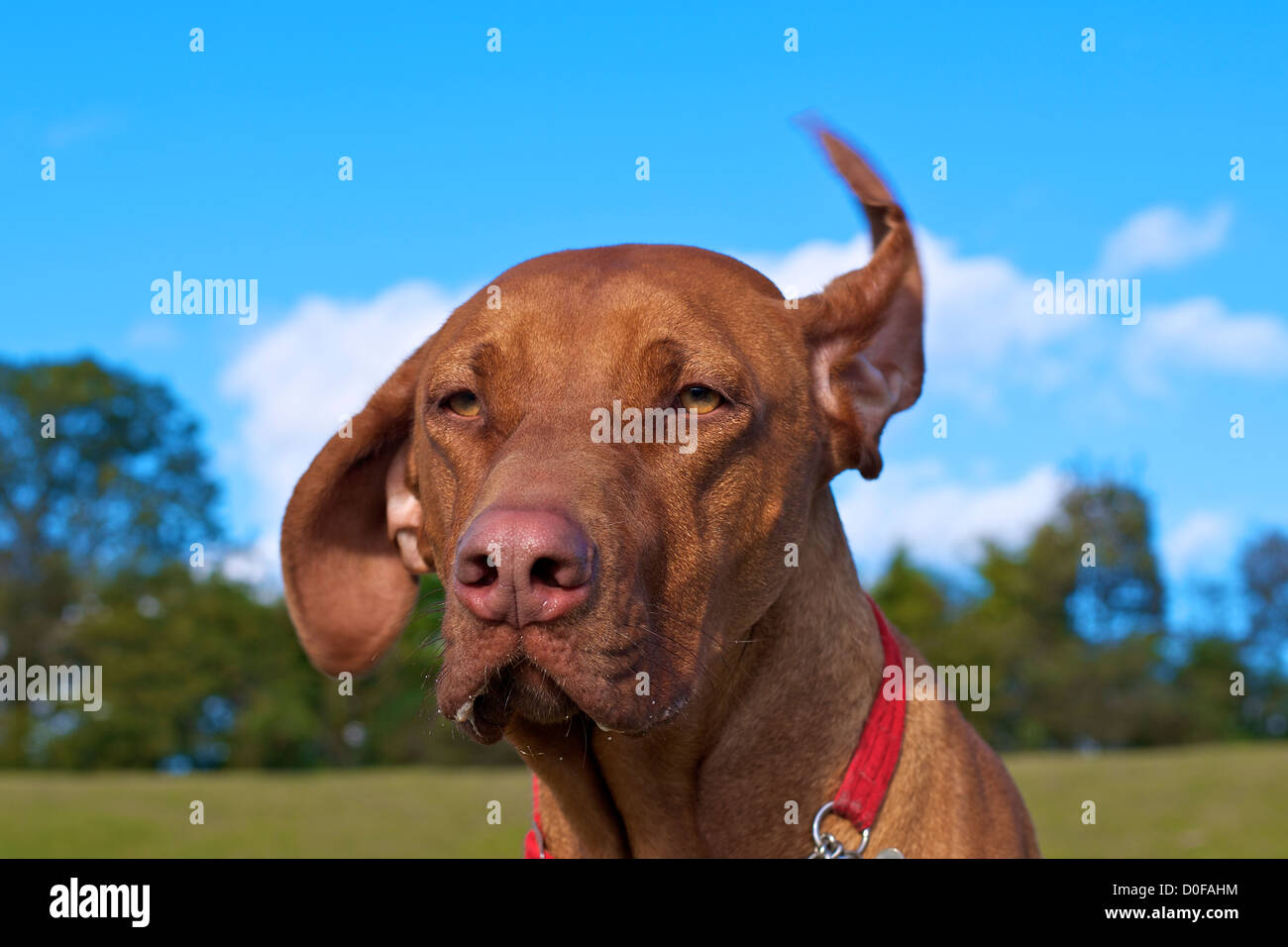 A Rhodesian Ridgeback dog with its ears flapping in the strong wind and ...
