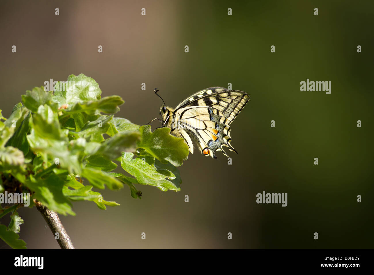 Red spotted swallowtail hi-res stock photography and images - Alamy