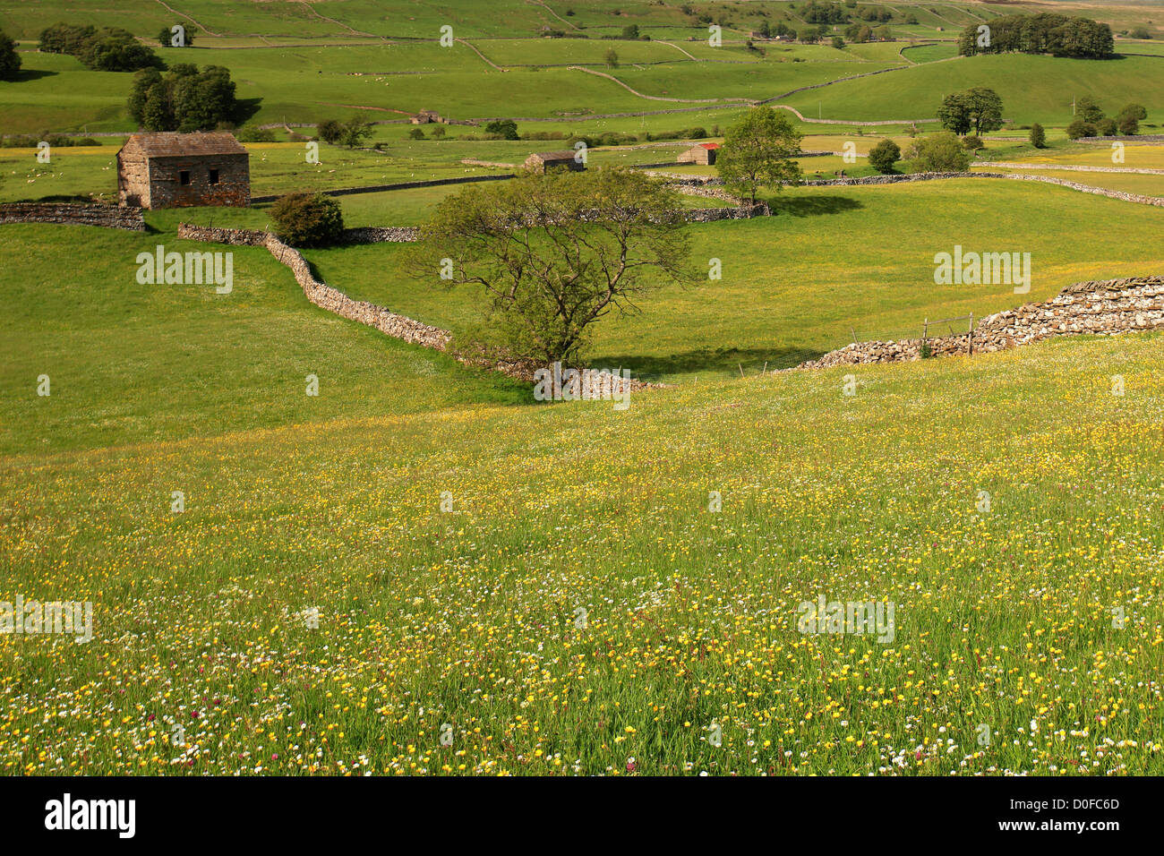 View over flower meadow, Raydale, Yorkshire Dales National Park ...