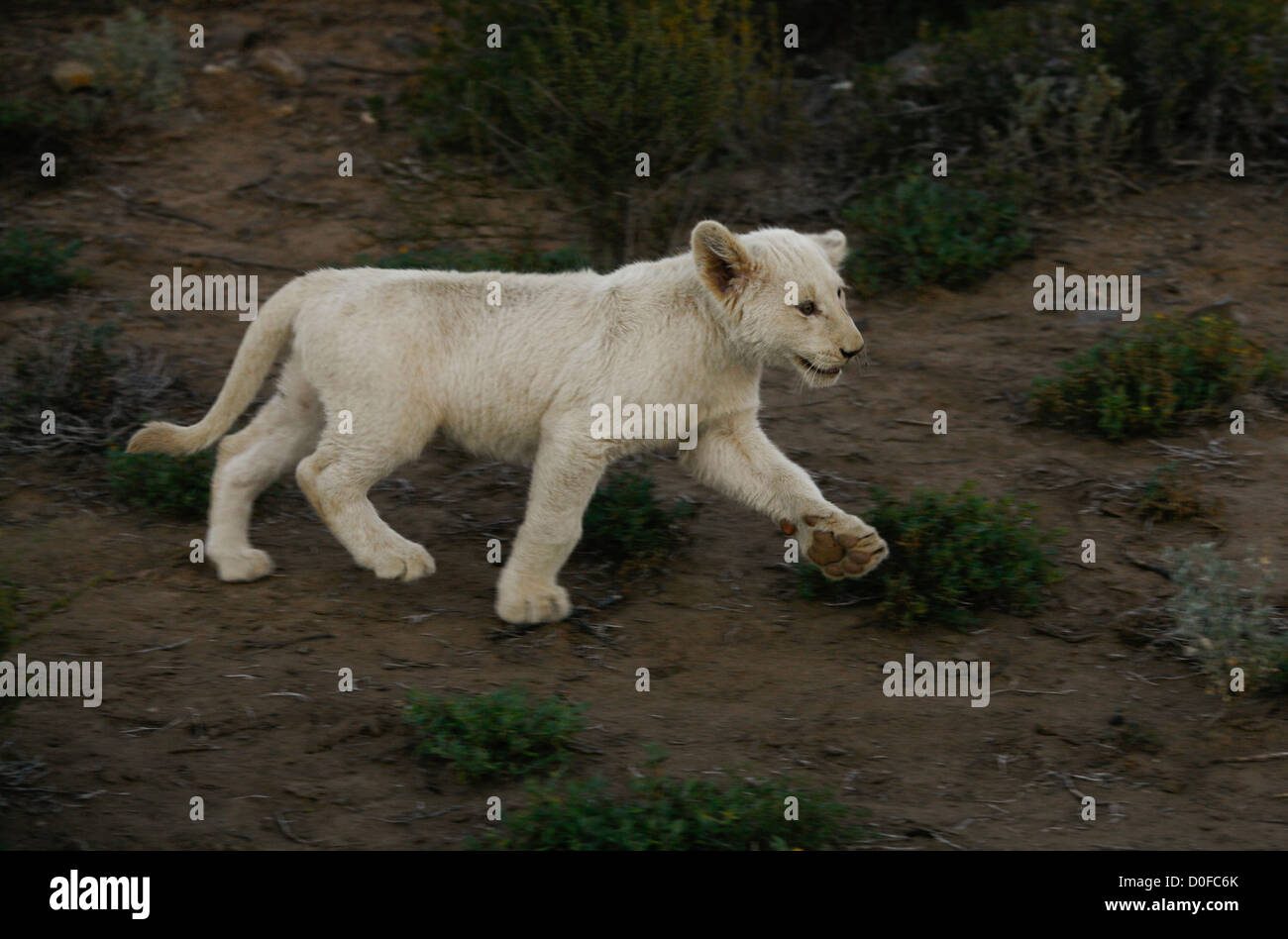Side view lion cub standing hi-res stock photography and images - Alamy