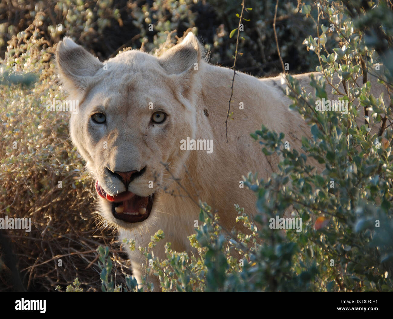 white lion female licking her lips Stock Photo - Alamy
