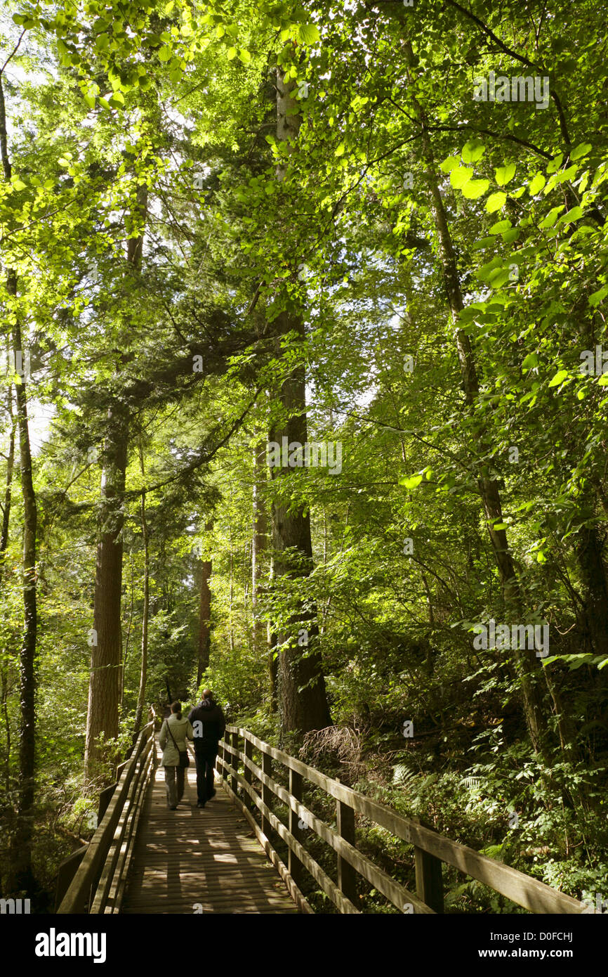 Welsh woodland pathway hi-res stock photography and images - Alamy