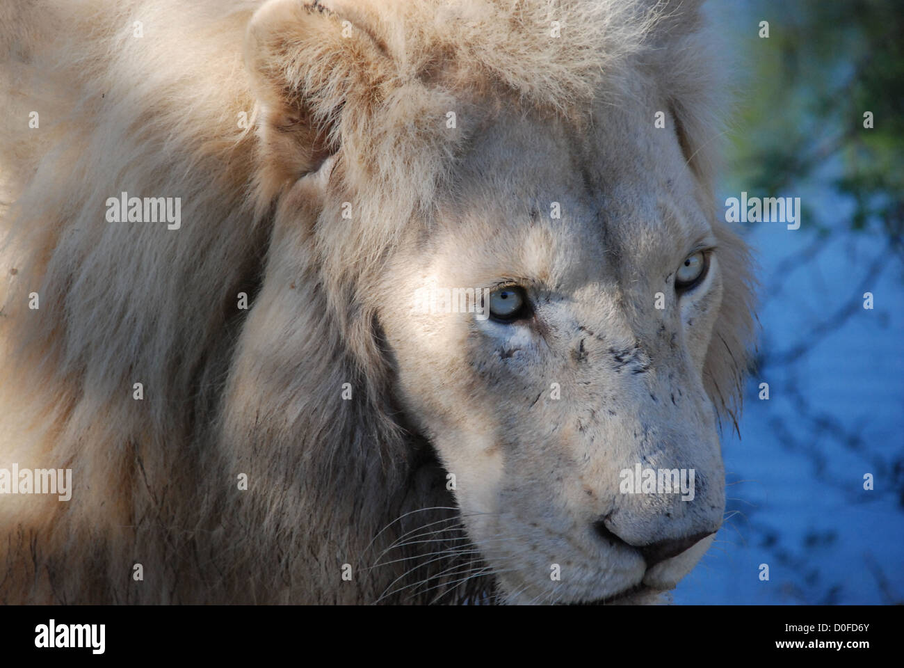 close up of the head of a white lion male Stock Photo - Alamy
