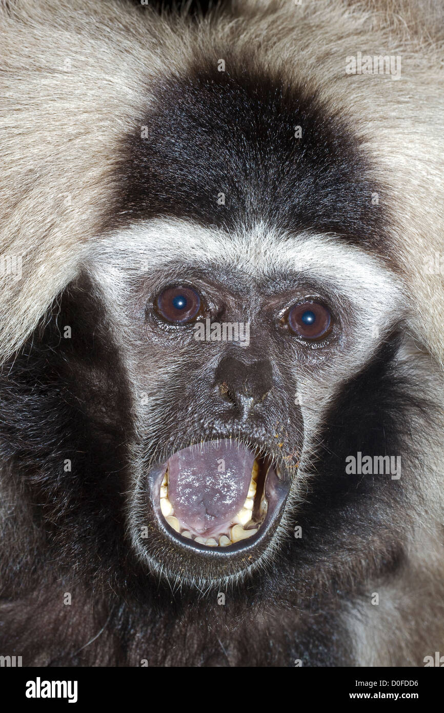 Female Pileated Gibbon (Hylobates pileatus Stock Photo - Alamy