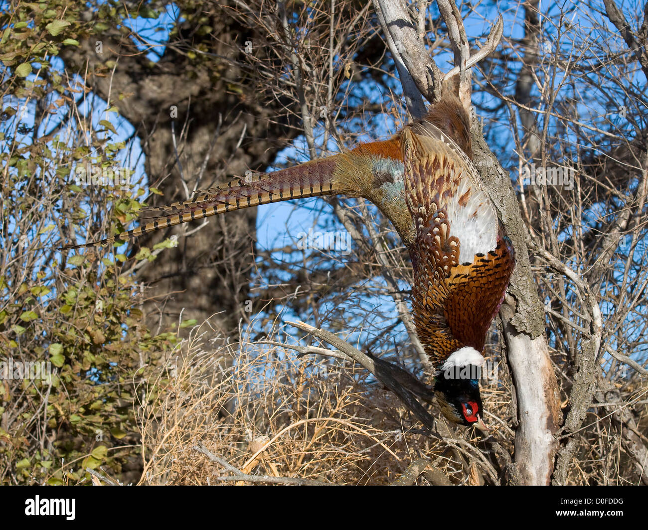 Rooster Pheasants from a successful hunt Stock Photo - Alamy